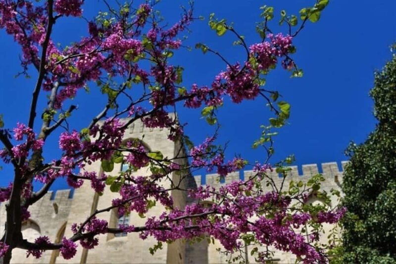 Avignon: Around The Palace Tour - Key Points