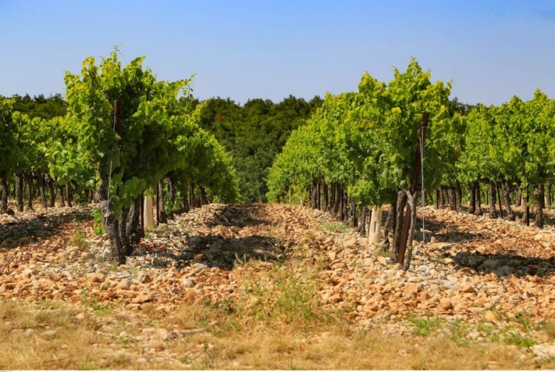 Avignon: Full-Day Wine Tour around Châteauneuf-du-Pape - Who Will Love This Tour?