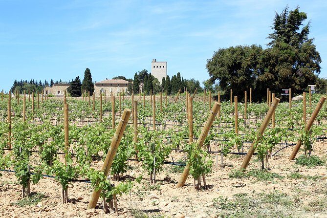 Avignon's history, local culture & the wines of Châteauneuf du Pape private tour - Final Thoughts