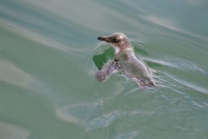 Awesome Bay of Islands Day Sailing Adventure - Setting the Scene: What to Expect on the Tour