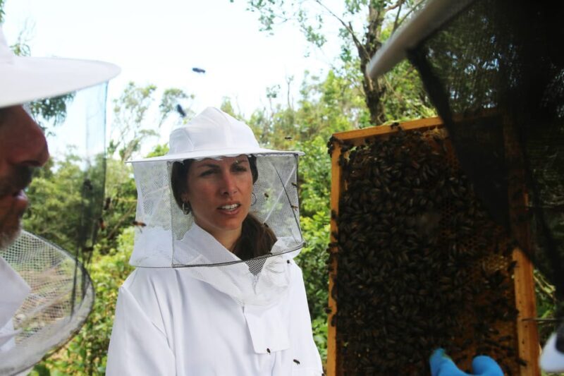 Azores Beekeeping Experience and Honey Tasting - Introduction