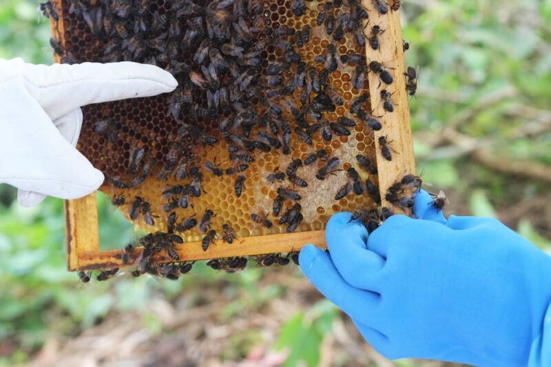Azores Beekeeping Experience and Honey Tasting - Key Points