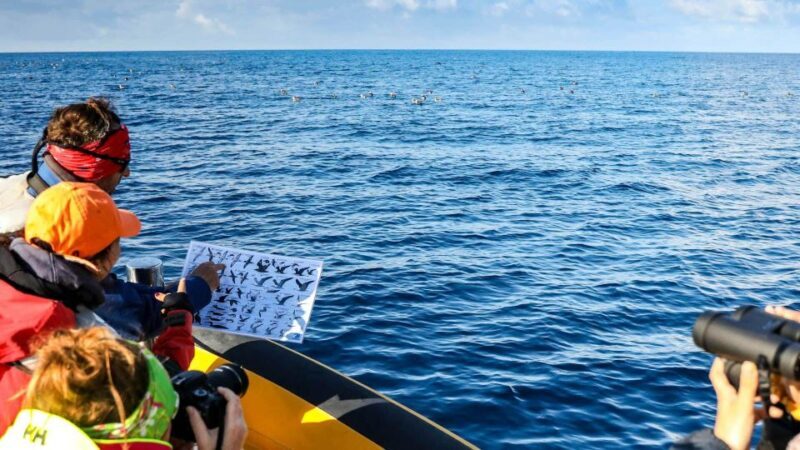 Azores: Marine Birdwatching & Islet Biologist Guided Tour - The Itinerary Breakdown