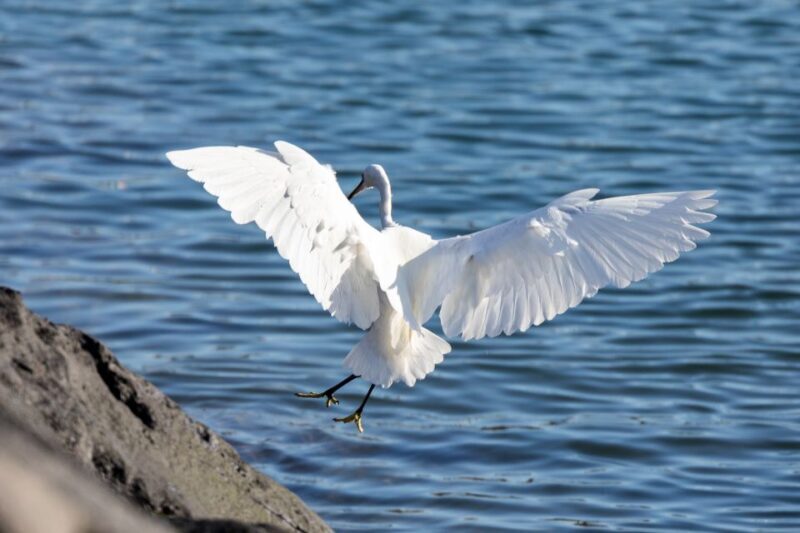 Azores: Marine Birdwatching & Islet Biologist Guided Tour - What’s Included & What You Should Bring