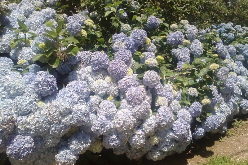 Azores: Sete Cidades Scenic Jeep Tour from Ponta Delgada - An In-Depth Look at the Scenic Jeep Tour