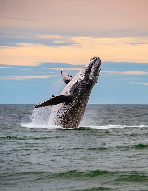 Azores: Whale Watching & Islet Boat Tour w/ Marine Biologist - The Itinerary in Detail