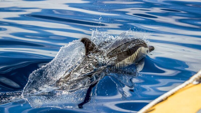 Azores: Whale Watching & Islet Boat Tour w/ Marine Biologist - FAQs