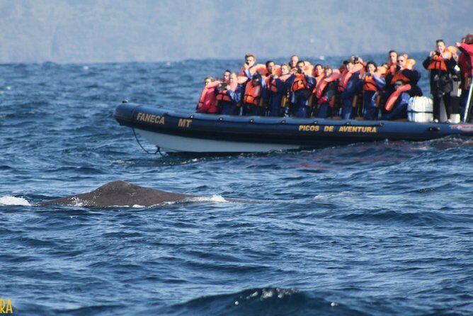 Azores Whale Watching Tour Ponta Delgada - Final Thoughts
