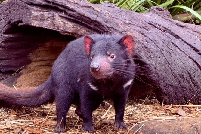 Baby Animals, Boomerangs and BBQ Lunch - The Journey Begins: Hassle-Free Transportation & Meeting Point