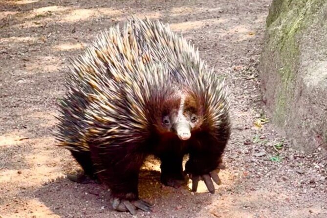 Baby Animals, Boomerangs and BBQ Lunch - The All-You-Can-Eat BBQ Lunch: A Feast for the Senses