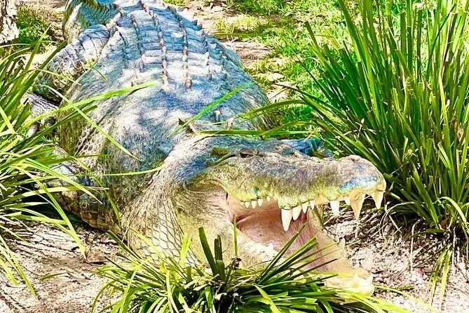 Baby Animals, Boomerangs and BBQ Lunch - Supporting Conservation & Ethical Encounters