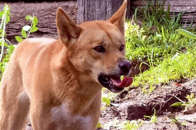 Baby Animals, Boomerangs and BBQ Lunch - Fun with Boomerangs & Free Time at Manly