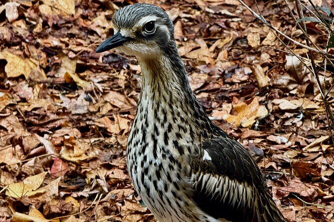 Baby Animals, Boomerangs and BBQ Lunch - Final Thoughts: Who Will Love This Tour?