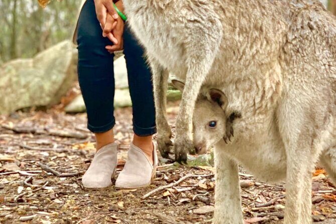 Baby Animals, Boomerangs and BBQ Lunch - FAQ