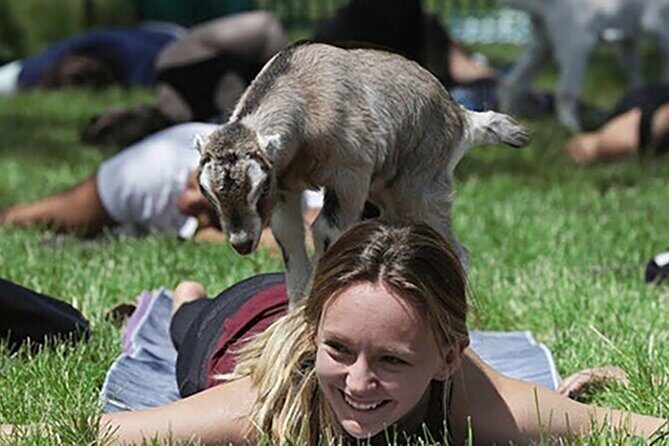 Baby Goat Cuddling and Wine Tour - Why You Should Consider This Tour