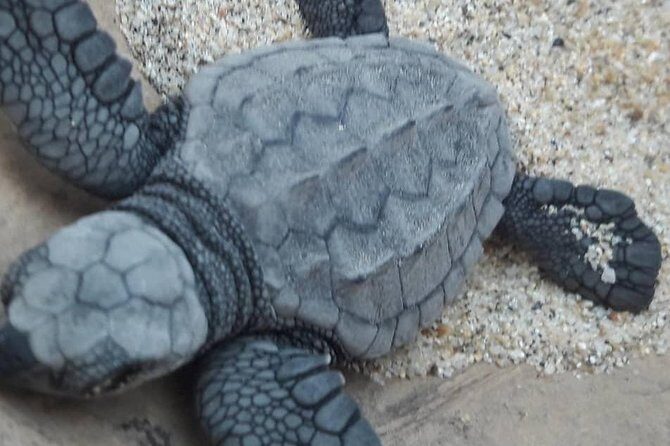 Baby Turtle Release - Key Points