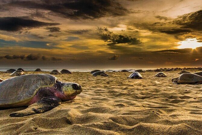 Baby Turtle Release Tour + Pick up + Courtesy in Puerto Escondido! - Who Will Love This Tour?