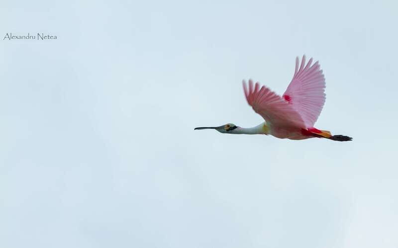 Bacalar: 4hr Private Sailing Tour with Guacamole & Drinks - The Sum Up: Who Is This Tour Best For?