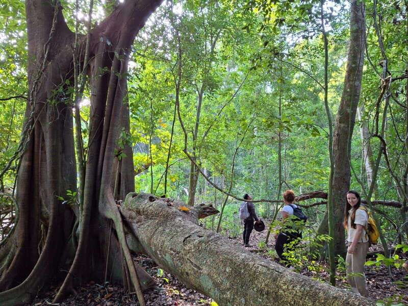 Bacalar: Calakmul Ruins Day Trip with a Stop In The Jungle - Key Points
