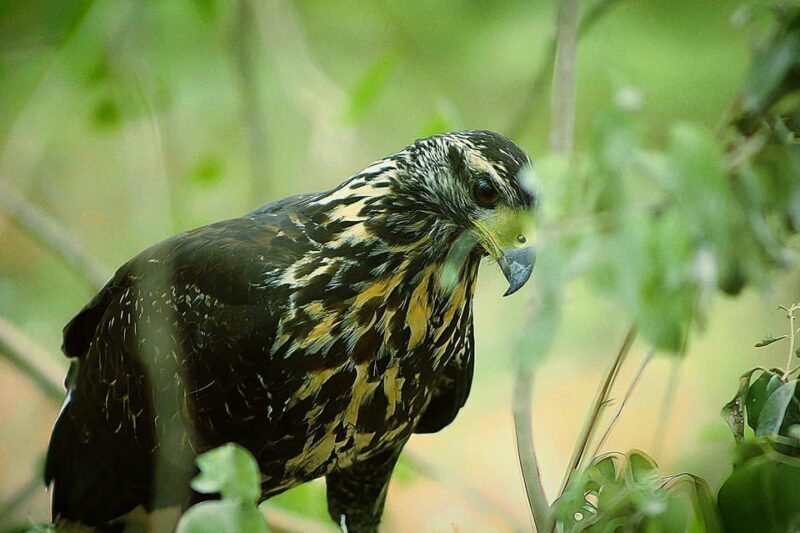 Bacalar: Calakmul Ruins Day Trip with a Stop In The Jungle - The Cost and Value: What Do You Get?