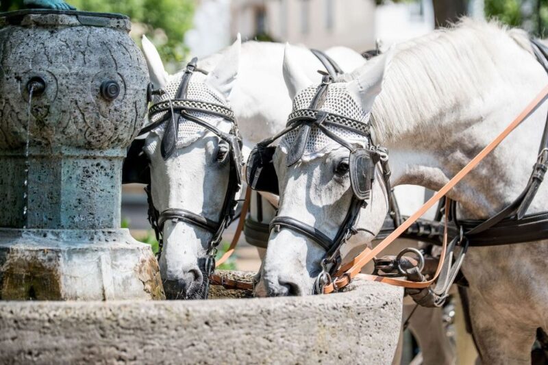 Baden-Baden: Private Walking Tour With A Professional Guide - Discover Baden-Baden: A Private Walking Tour with a Local Expert