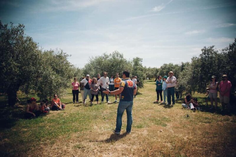 Baeza: Visit to an Organic Olive Grove + Oil Tasting - Practical Details and Logistics