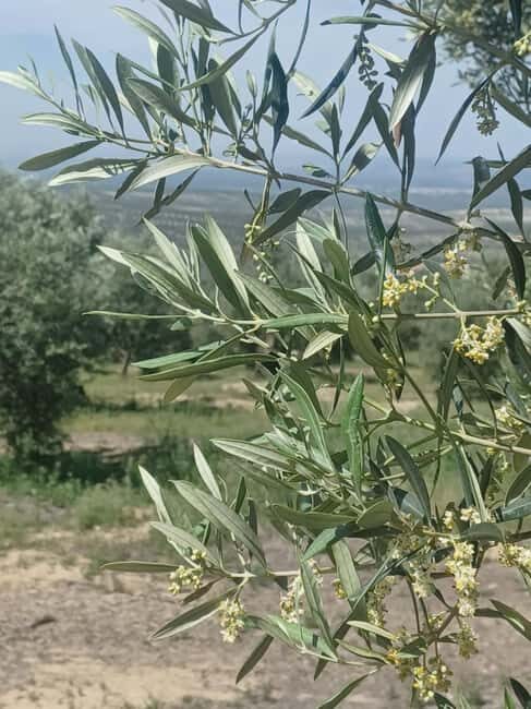 Baeza: Visit to an Organic Olive Grove + Oil Tasting - Who Will Love This Tour?