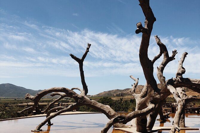 Baja Tour Guide wine tour - Exploring the Baja Tour Guide Wine Tour: A Deep Dive