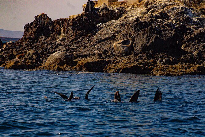 Balandra Beach Escape with Snorkeling and Wildlife Watching - Is This Tour Worth the Price?