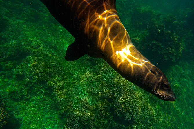 Balandra Beach Escape with Snorkeling and Wildlife Watching - Who Will Love This Experience?