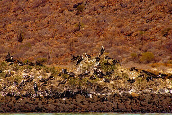 Balandra Beach Escape with Snorkeling and Wildlife Watching - FAQ