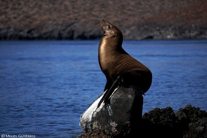 Balandra Private Boat Tour - Why This Tour Offers Excellent Value