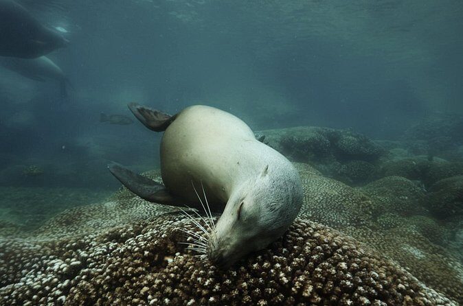 Balandra Private Boat Tour - Who Should Book This Tour?