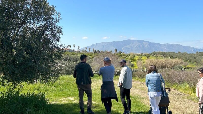 Balestrate: Olive Grove Tour with Wines & Olive Oil Tasting - An Honest Look at a Family-Run Sicilian Adventure