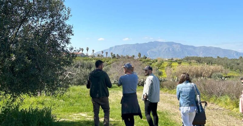 Balestrate: Olive Grove Tour with Wines & Olive Oil Tasting - Key Points