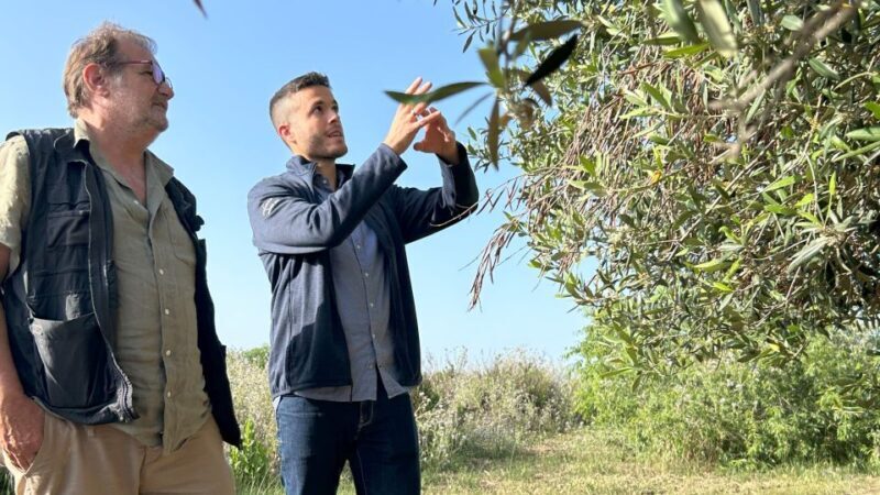 Balestrate: Olive Grove Tour with Wines & Olive Oil Tasting - What Makes This Tour Stand Out?