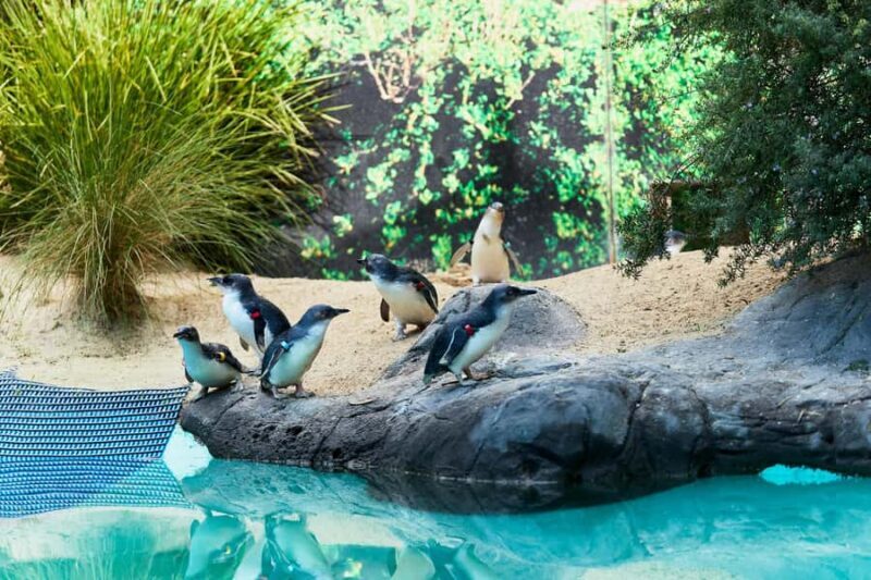 Ballarat: Wildlife Park Entry Ticket - An Overview of What to Expect at Ballarat Wildlife Park