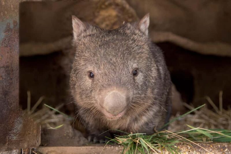 Ballarat: Wildlife Park Entry Ticket - The Sum Up: Who Will Love the Ballarat Wildlife Park?