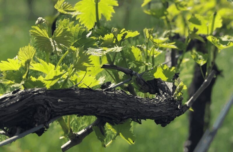 Balsamic Vinegar, Wine Tasting & Tour near Parma & Reggio - Authentic Balsamic Vinegar, Wine Tasting & Tour Near Parma & Reggio