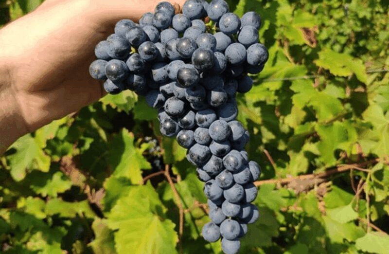 Balsamic Vinegar, Wine Tasting & Tour near Parma & Reggio - FAQ