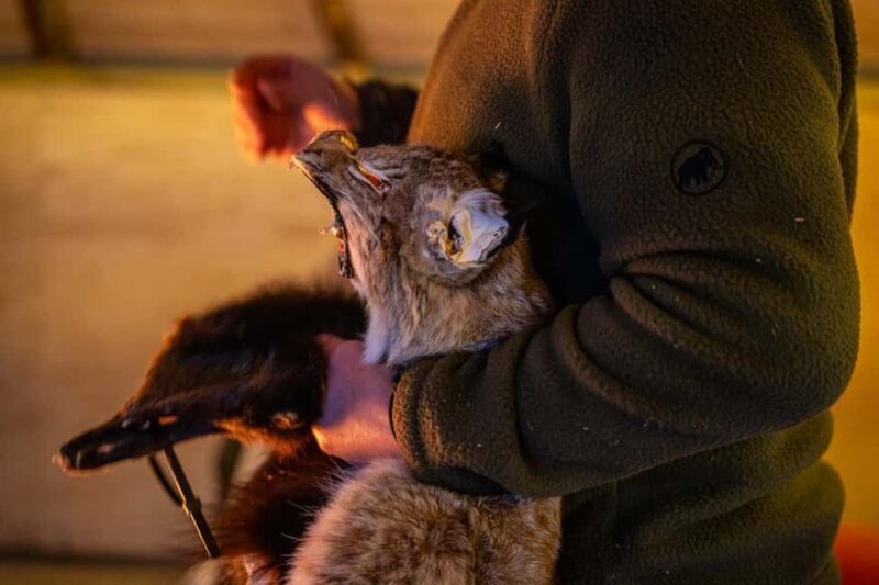 Balsfjord: Reindeer Sledding, Feeding & Sámi Culture - FAQs