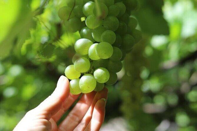 Banana Museum, Rum Distillery & Winery guided tour with tasting - Who Will Love This Tour?