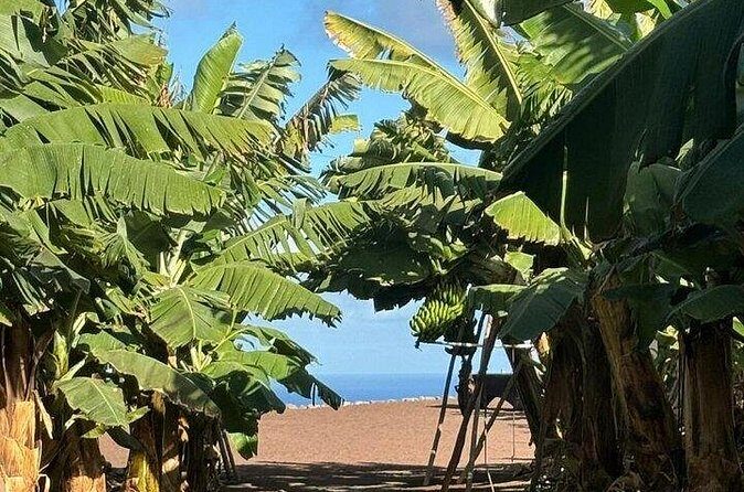 Banana Museum, Rum Distillery & Winery guided tour with tasting - Final Thoughts