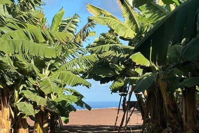 Banana Museum, Rum Distillery & Winery guided tour with tasting - FAQ