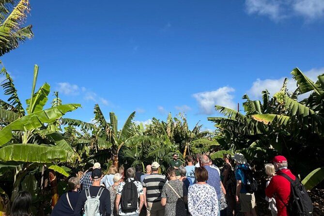 Banana Museum, Rum Distillery & Winery with Tasting: Premium tour - Authenticities and Practicalities