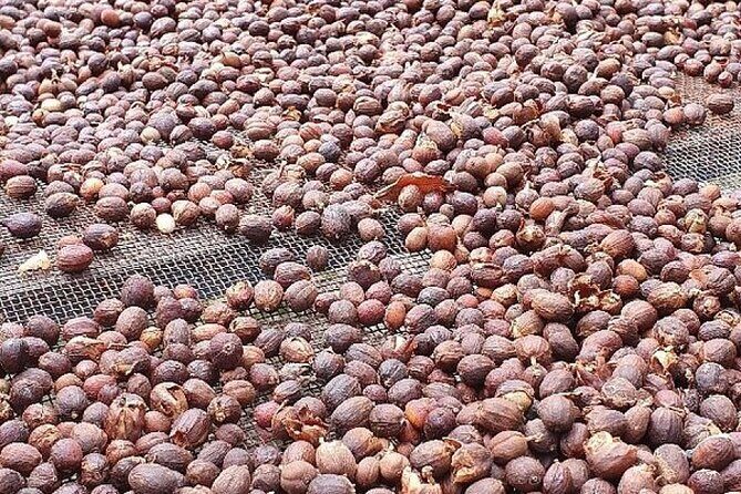 Banana Museum, Rum Distillery & Winery with Tasting: Premium tour - The Sum Up