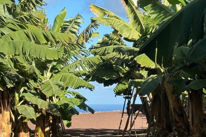 Banana Museum, Rum Distillery & Winery with Tasting: Premium tour - FAQs