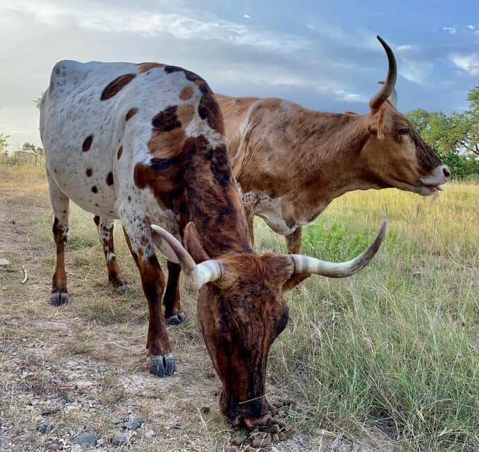 Bandera: Ranch Visit with Longhorns and Horses - The Guides and Their Role