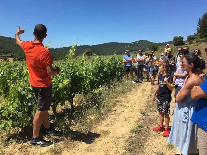 Bandol: Family Vineyard Tour and Tasting - Authenticity and Reviews from Visitors
