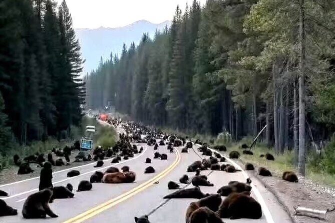 Banff and Yoho Rocky Mountain Discovery Day Tour from Calgary - Final Thoughts